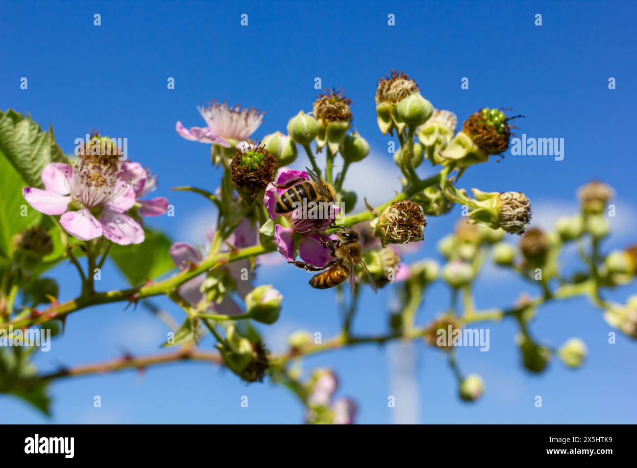 Soft pink blackberry flowers and buds in spring - Rubus fruticosus ...