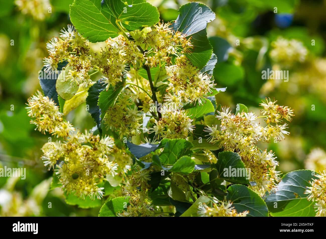 Tilia cordata linden tree branches in bloom, springtime flowering small ...