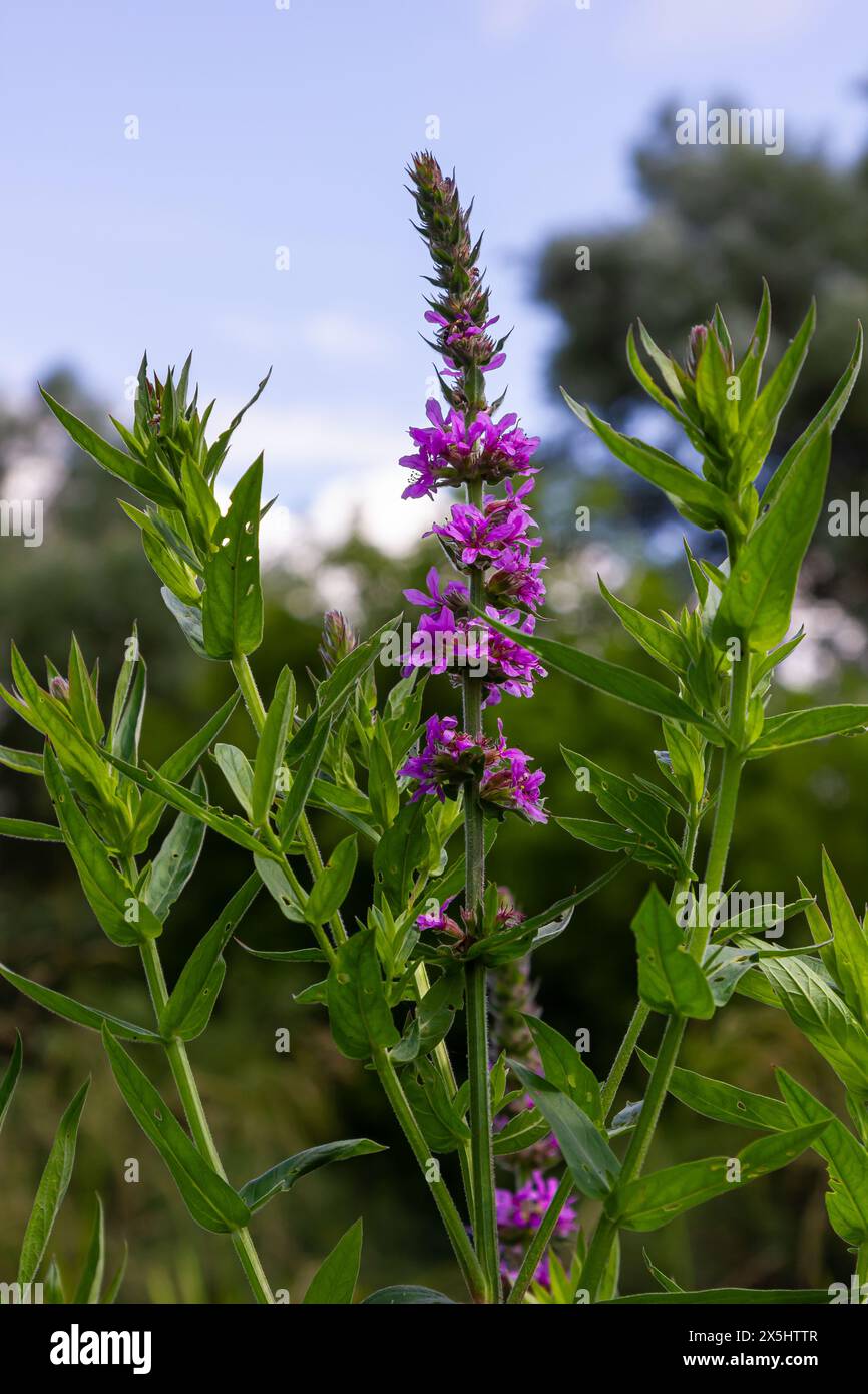 Purple loosestrife Lythrum salicaria inflorescence. Flower spike of ...