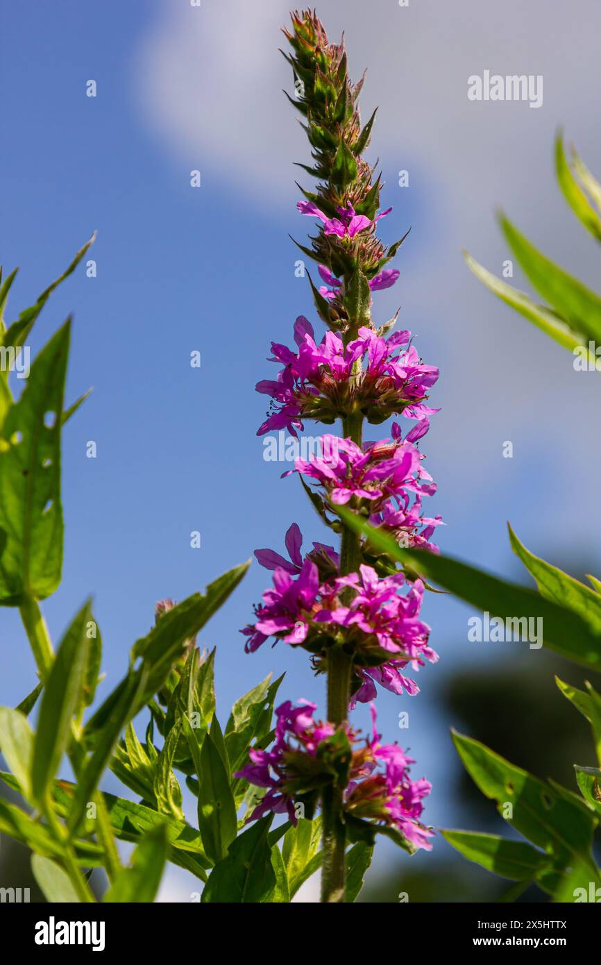 Purple loosestrife Lythrum salicaria inflorescence. Flower spike of ...