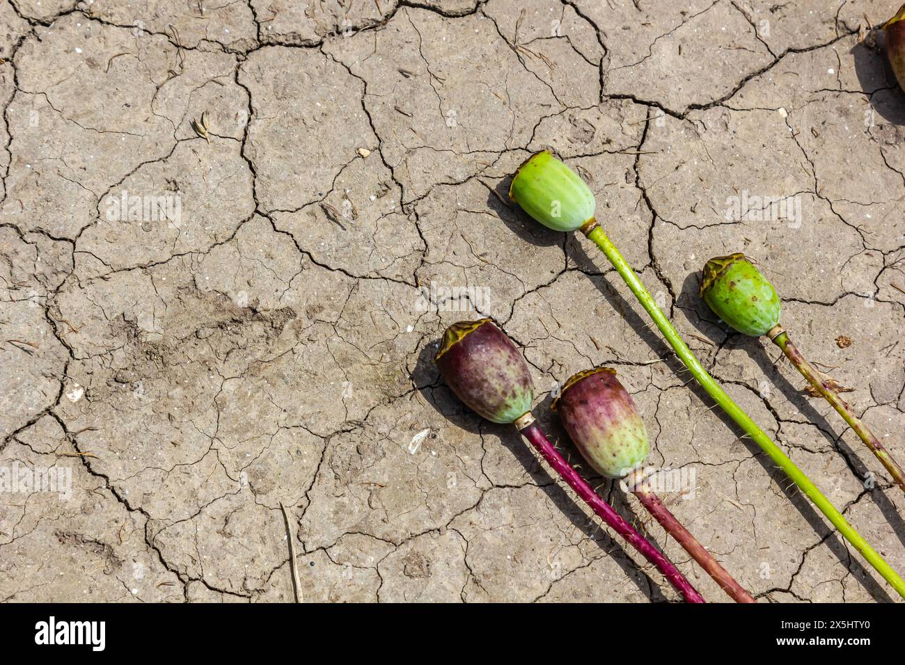 Drought field land with poppy seeds Papaver poppyhead, drying up soil ...