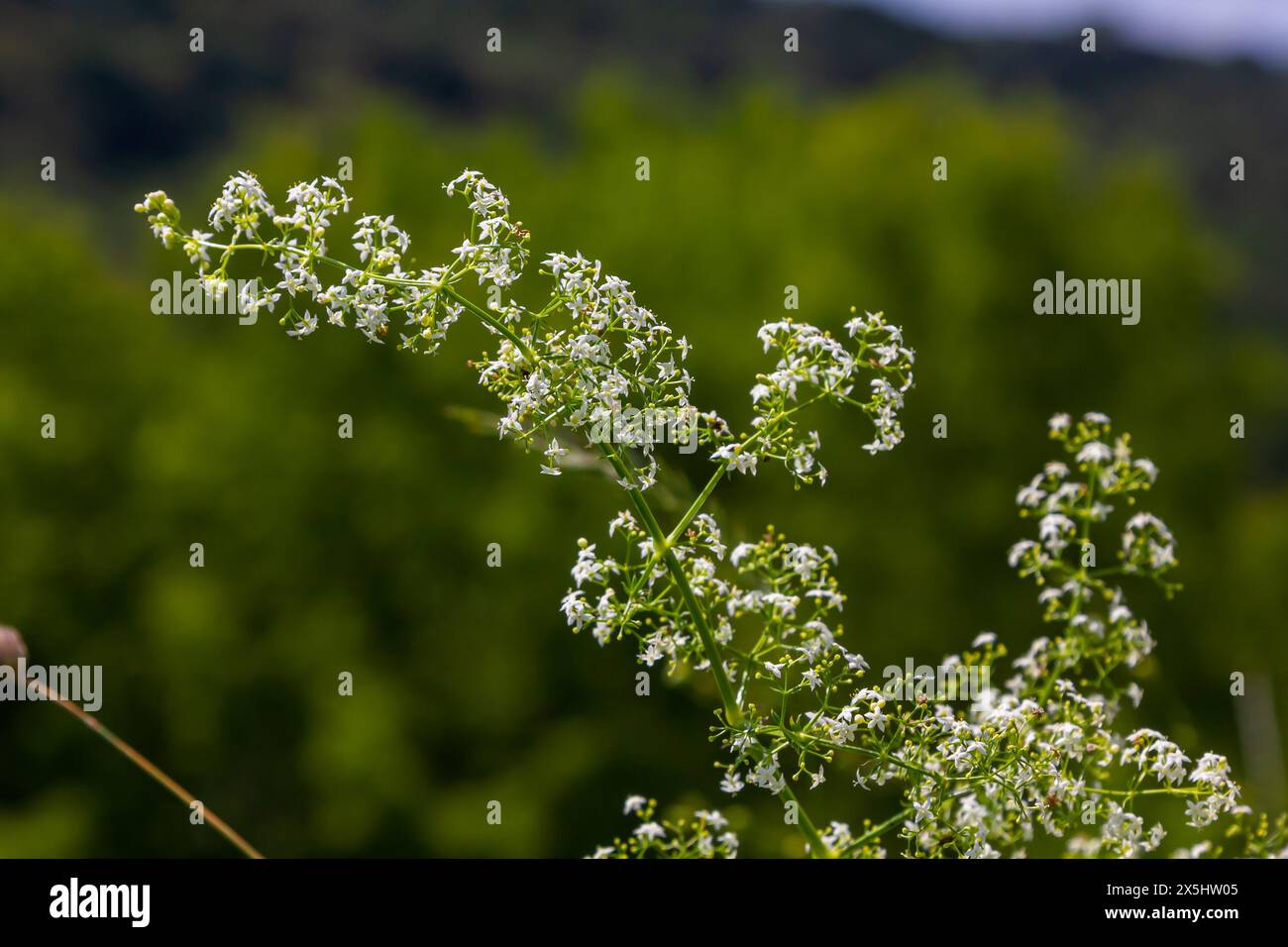 Beautiful blooming white bedstraw in June, galium album Stock Photo - Alamy
