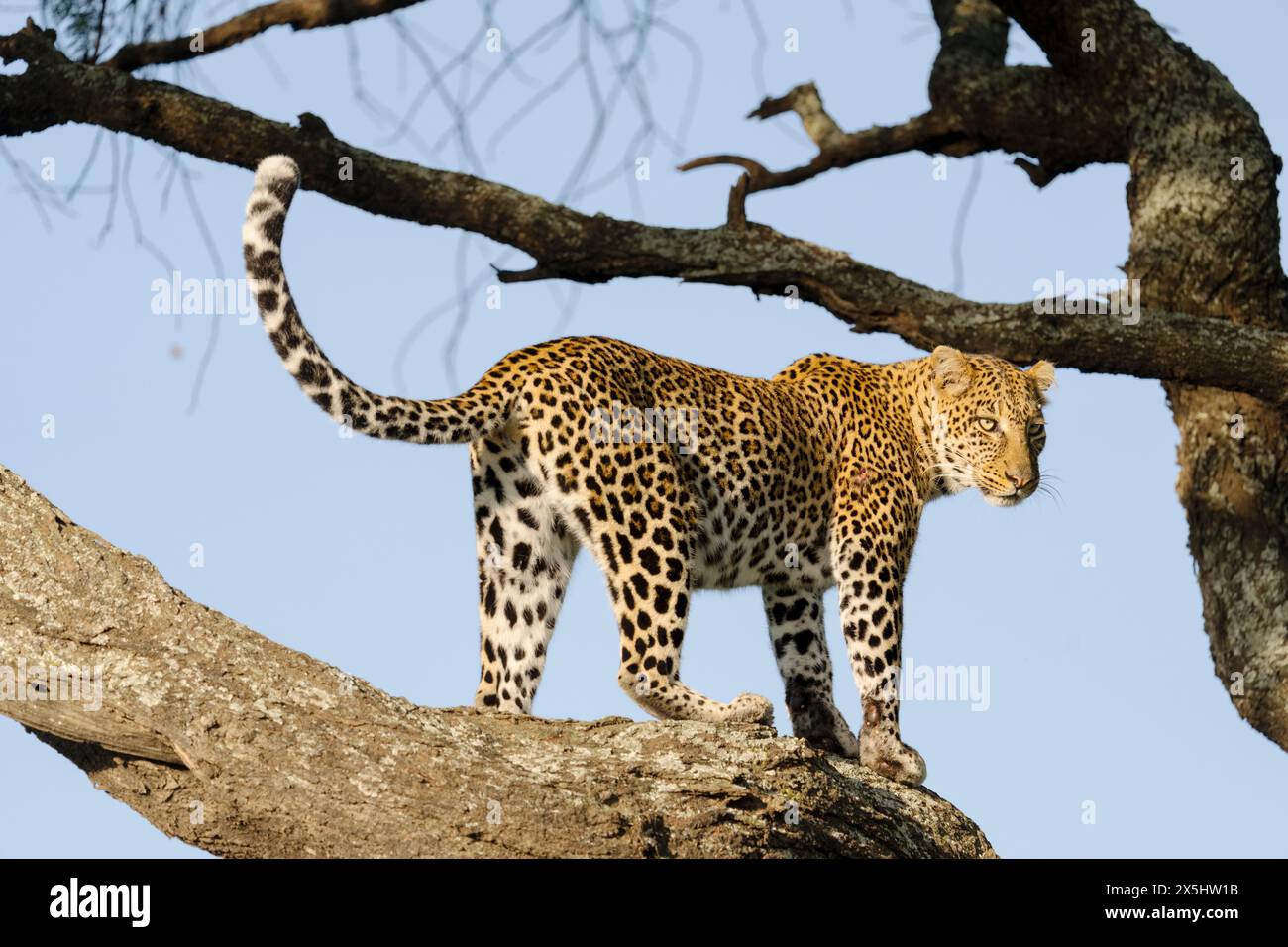 Female leopard hi-res stock photography and images - Alamy