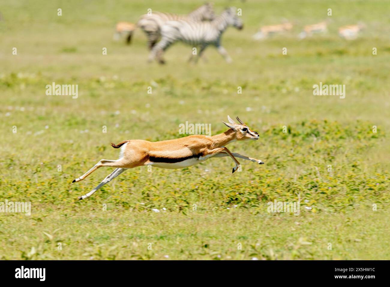 Africa, Tanzania. A female Thomson's gazelle runs from the hunting ...