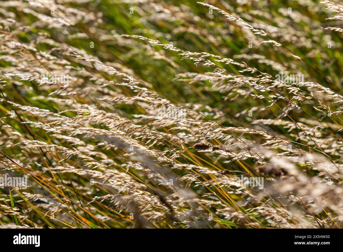 Meadow grass meadow with the tops of stele panicles. Poa pratensis ...