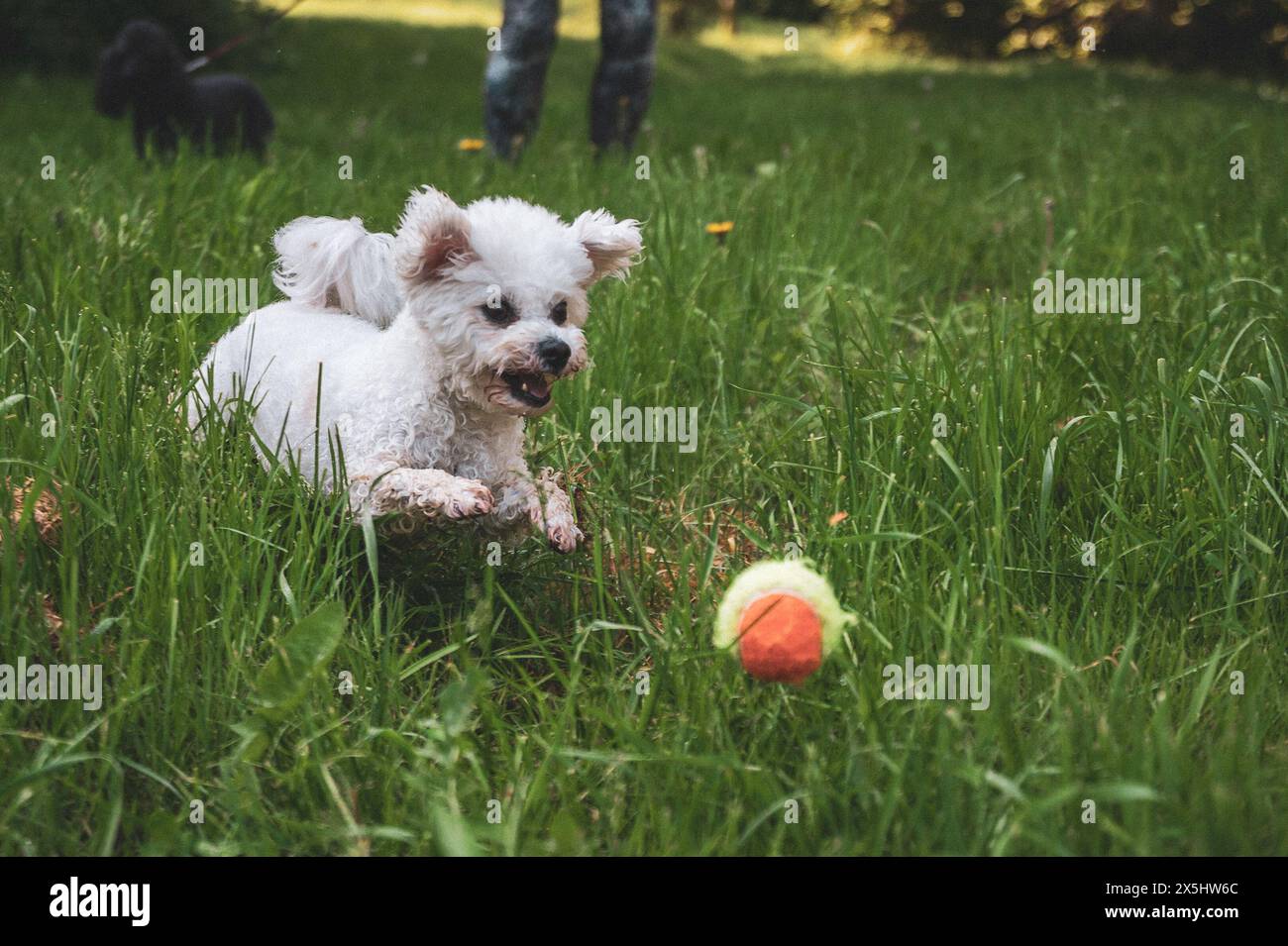 Walking small dog hi-res stock photography and images - Alamy