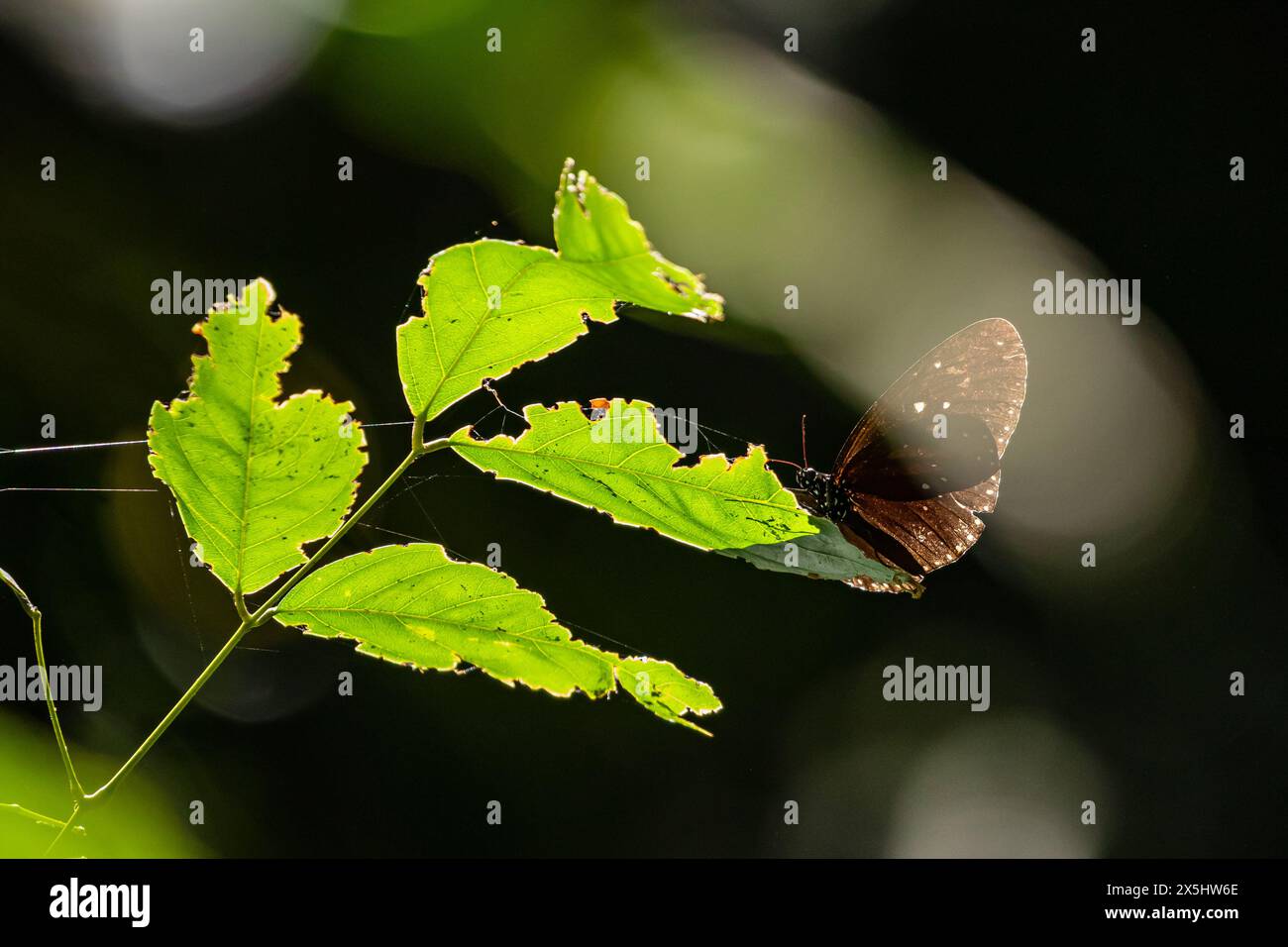 Double-branded Crow Butterfly in the Jungle of Con Dao Stock Photo - Alamy