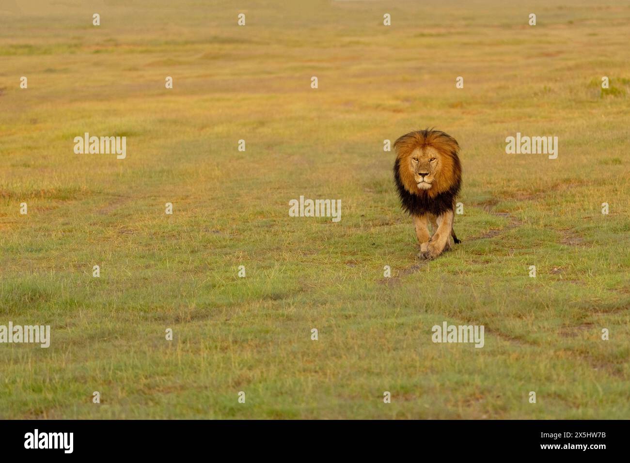 Africa, Tanzania. A black maned lion walks through the short grass ...