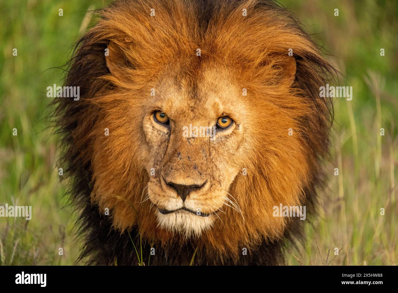 Africa, Tanzania. Headshot of a black maned lion Stock Photo - Alamy
