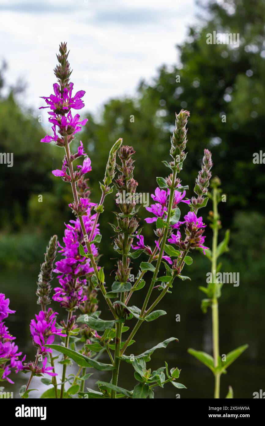 Purple loosestrife Lythrum salicaria inflorescence. Flower spike of ...