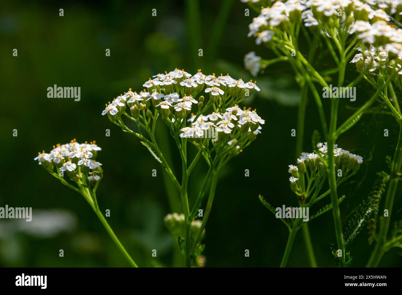 Common yarrow Achillea millefolium white flowers close up, floral ...