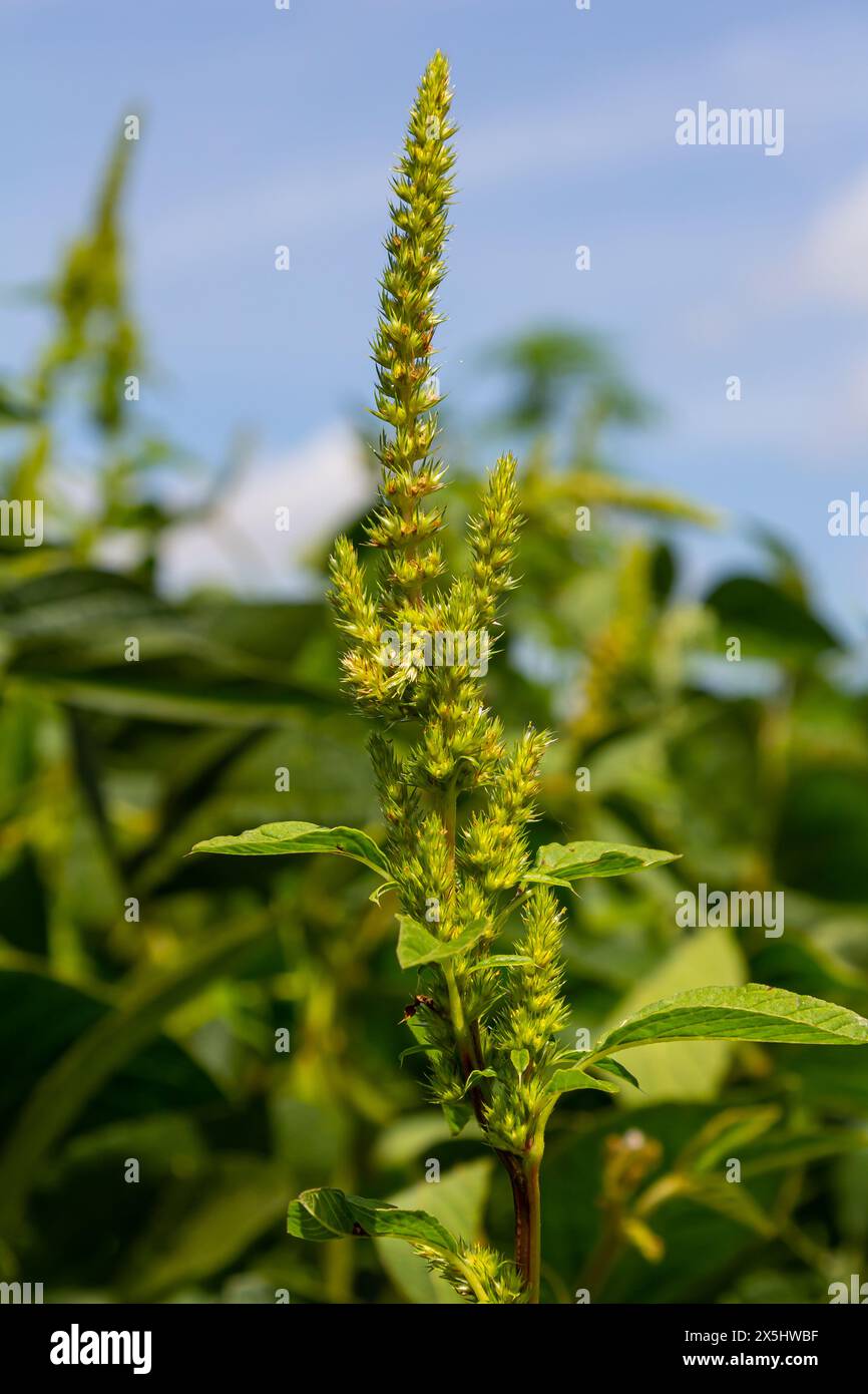 Green amaranth Amaranthus hybridus in flower. Plant in the family ...
