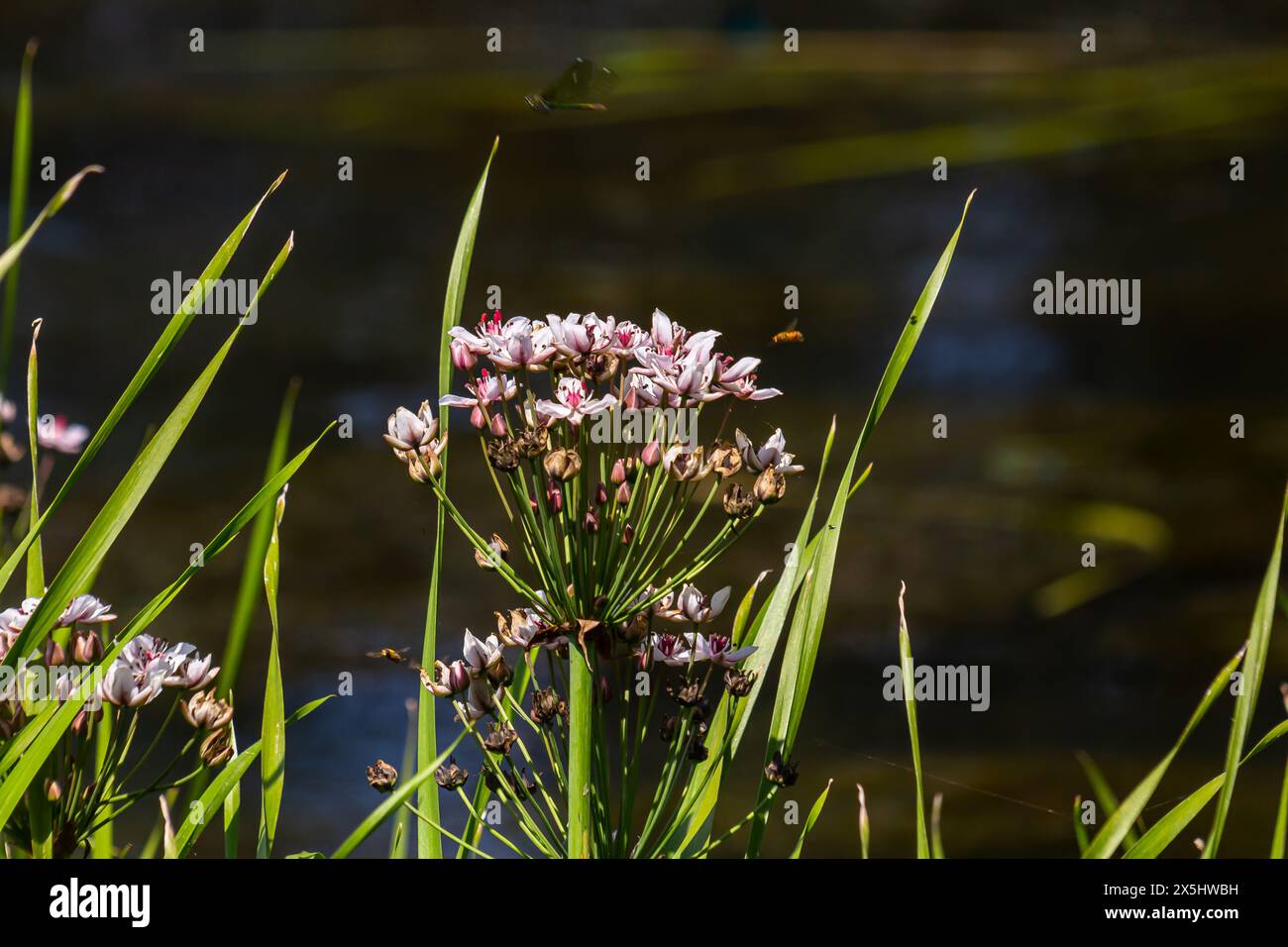 Butomus umbellatus, Flowering Rush. Wild plant shot in summer Stock ...