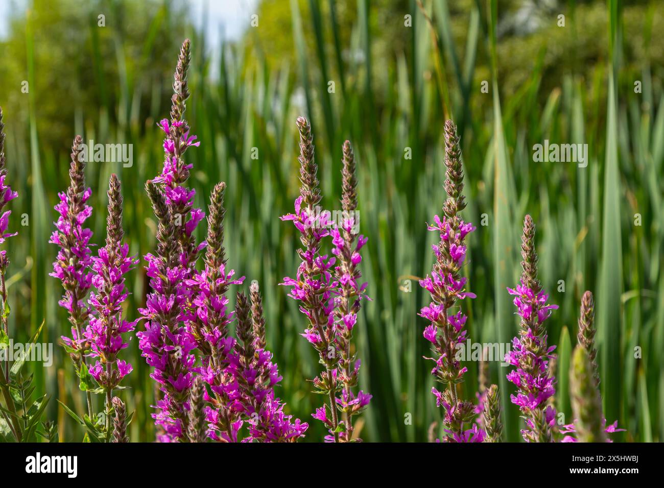 Purple loosestrife Lythrum salicaria inflorescence. Flower spike of ...