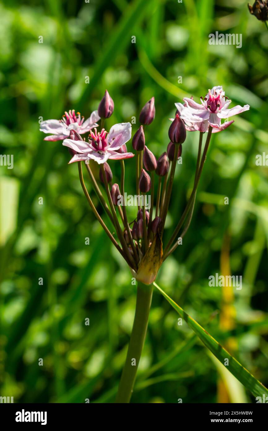 Butomus umbellatus, Flowering Rush. Wild plant shot in summer Stock ...