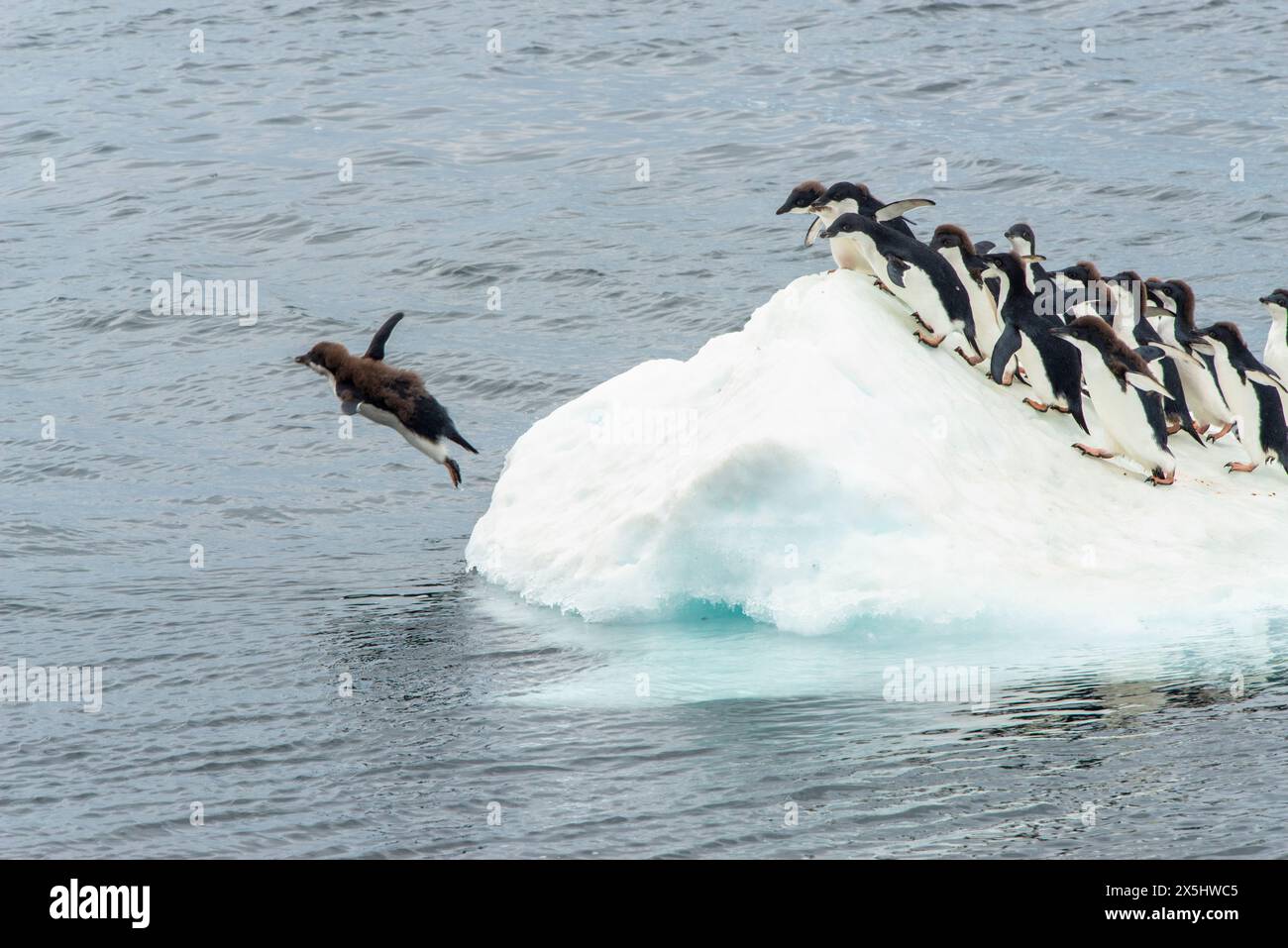 Brown Bluff, Antarctica. A molting penguin jumps off the ice flow into ...