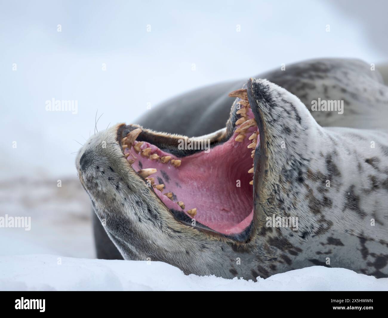Old animal, with worn teeth. Leopard Seal (Hydrurga leptonyx) on ice ...