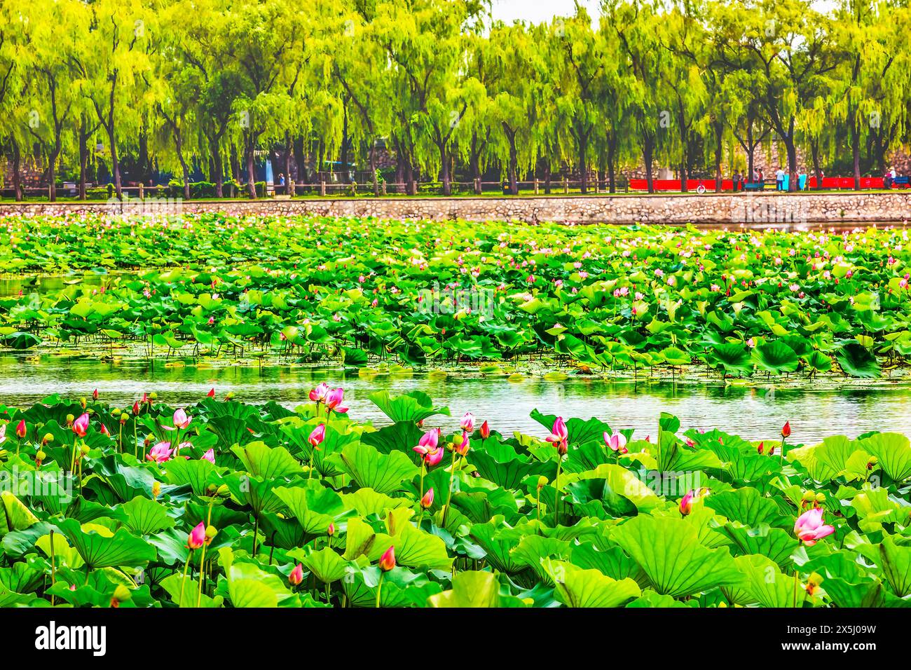 Lotus garden, Summer Palace, Beijing, China Stock Photo - Alamy