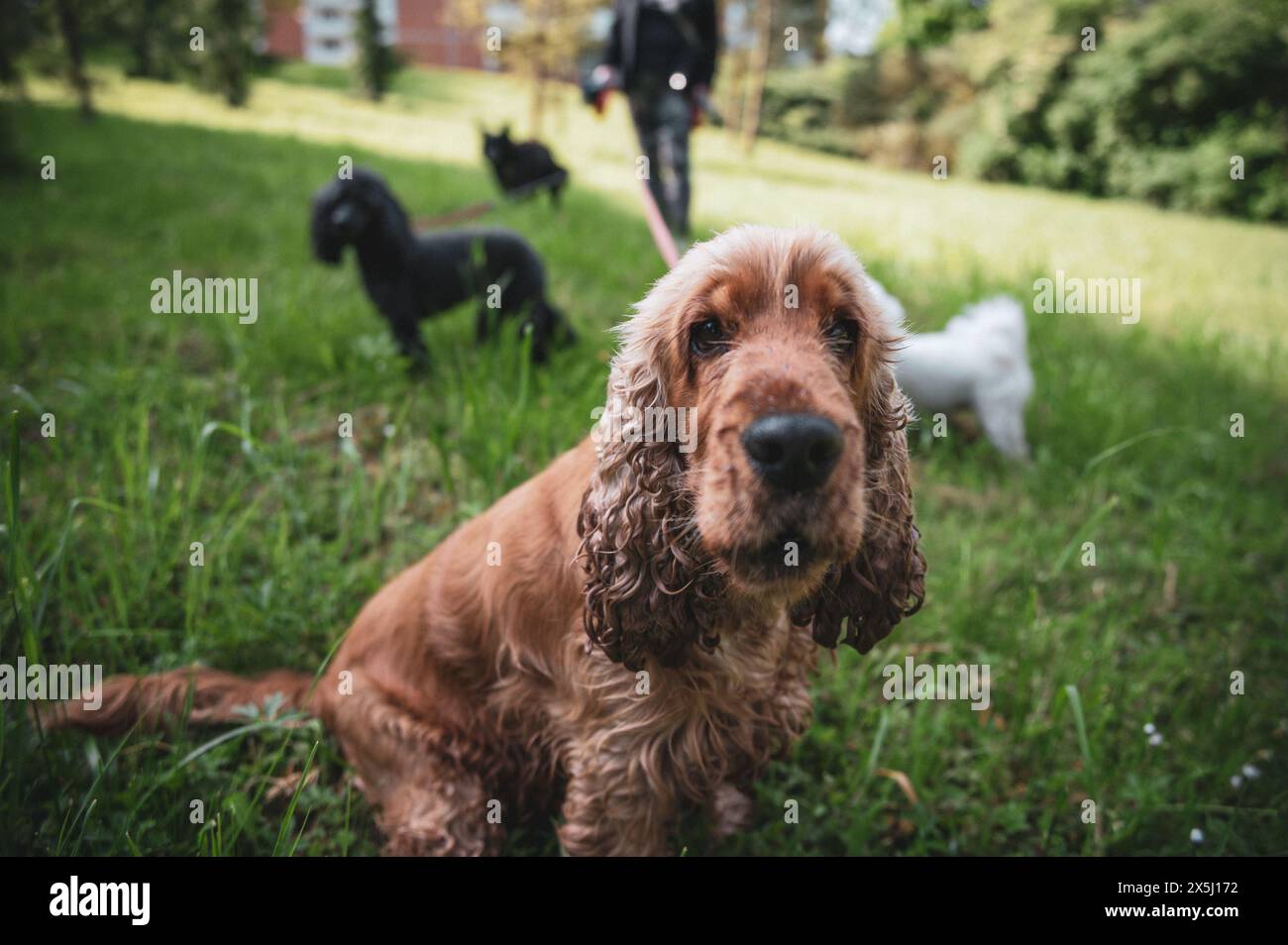 English Cocker Spaniel walking in grass and having happy moments with ...