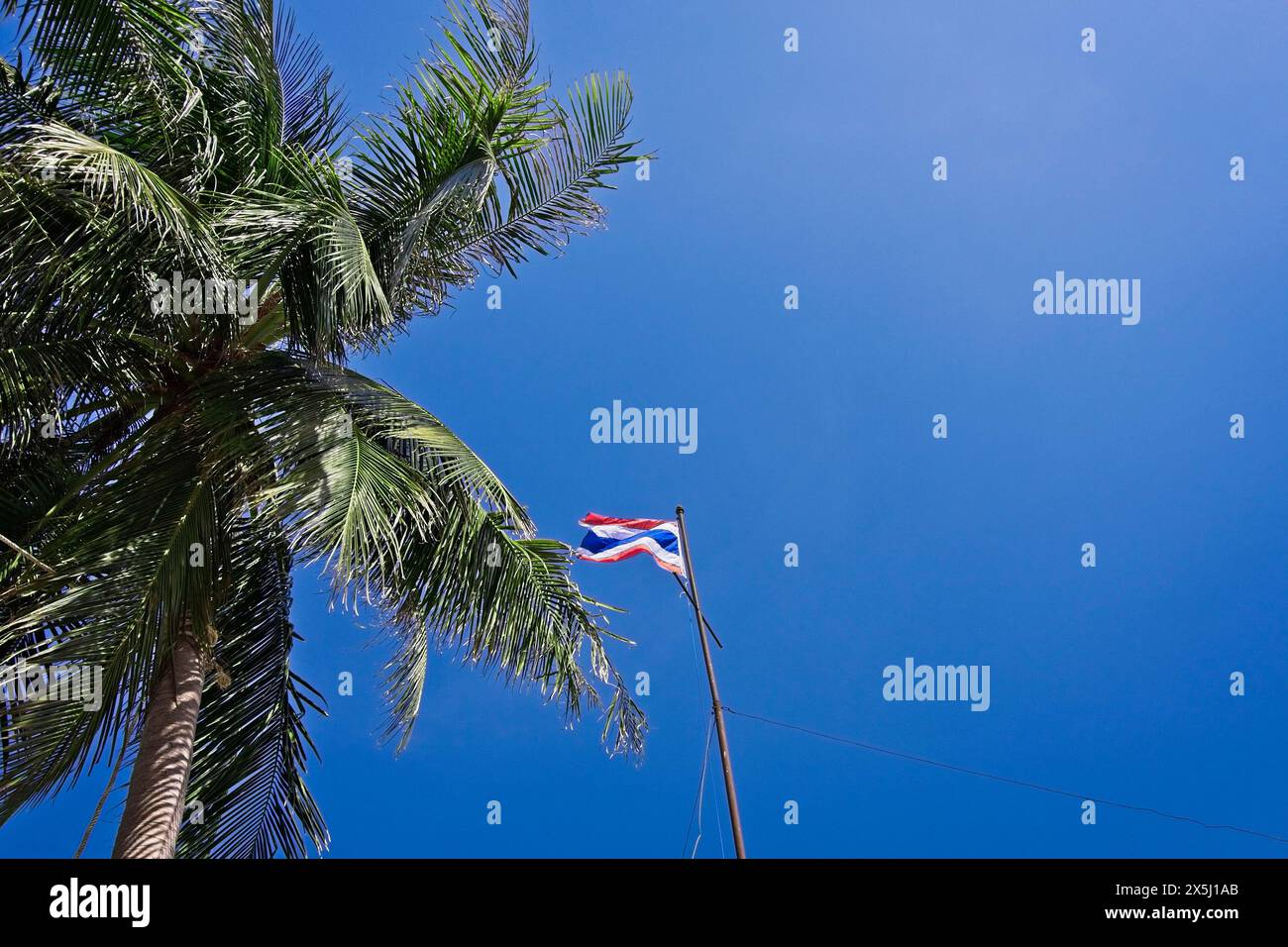 Thailand, MU KOH ANGTHONG National Marine Park, coconut palm tree and ...