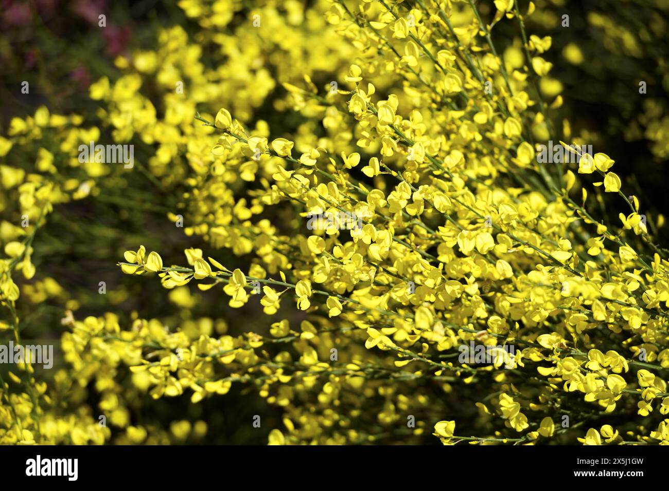 Blühender Ginster, Genista Stock Photo - Alamy