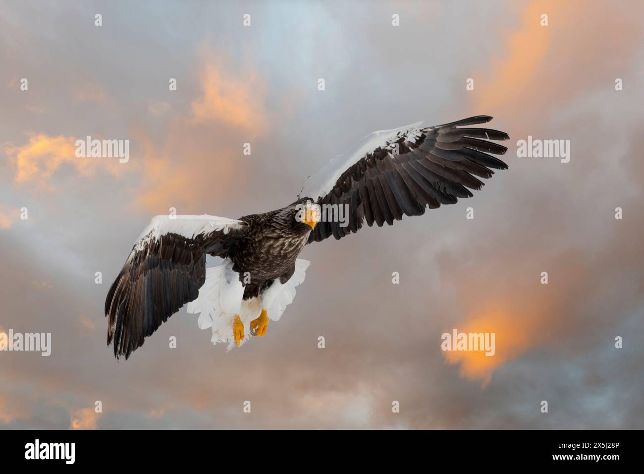 Japan, Hokkaido. Digital composite of sky and Stellar Sea Eagle Stock ...