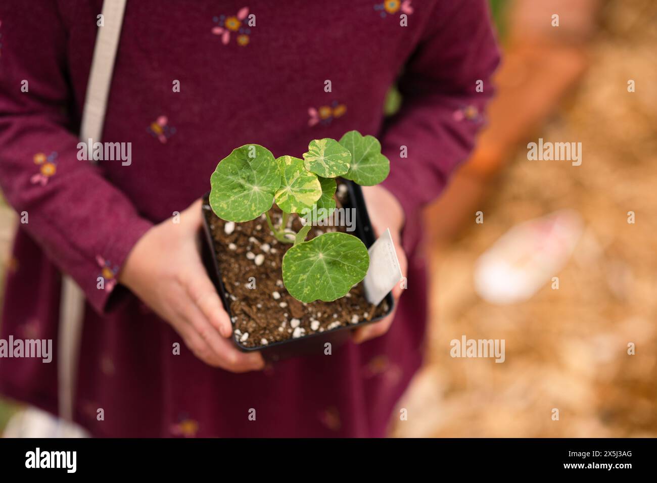 Little hands holding spring plant Stock Photo - Alamy