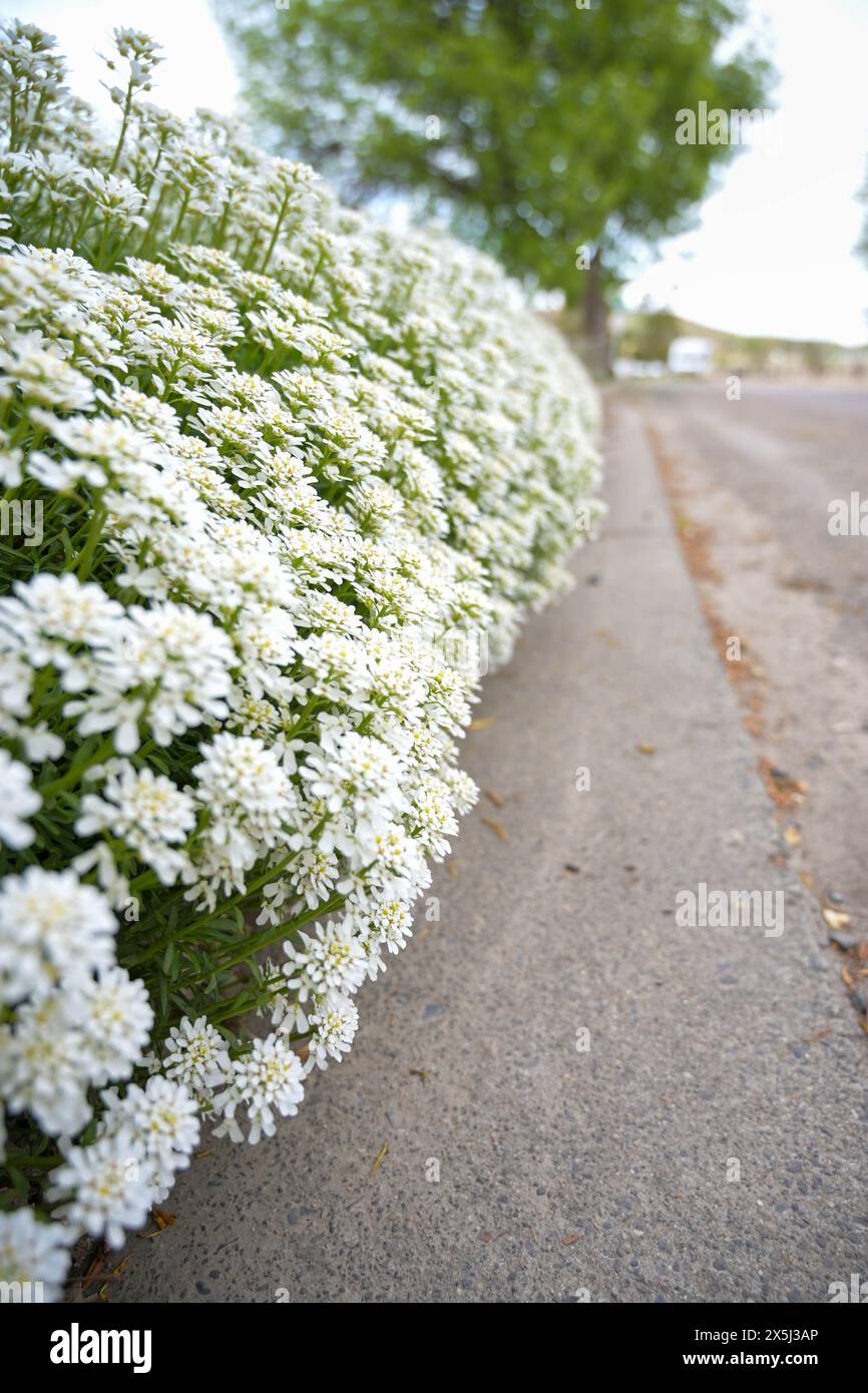 White flowers along curbing of road Stock Photo - Alamy