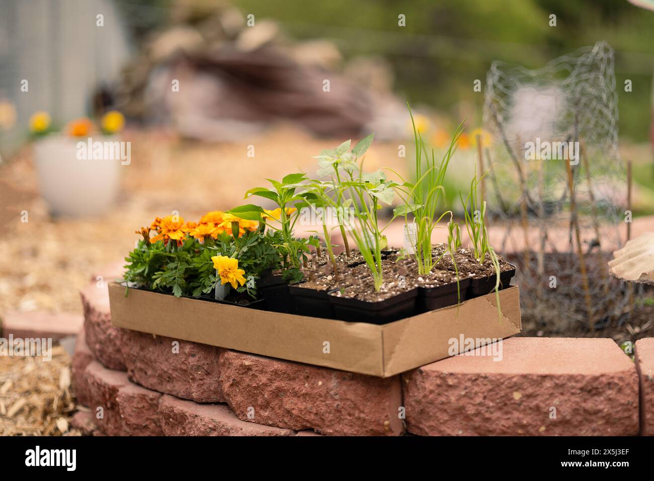 Planting of greenery hi-res stock photography and images - Alamy