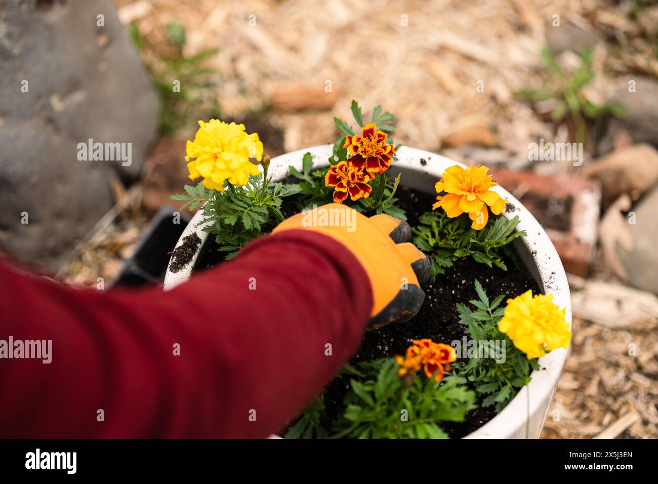 gloved hand planting marigolds in garden Stock Photo - Alamy