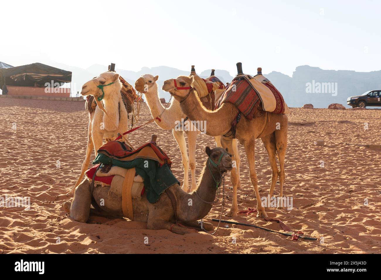 Jordan, Wadi Rum. Valley of the Moon. camel transportation in the ...