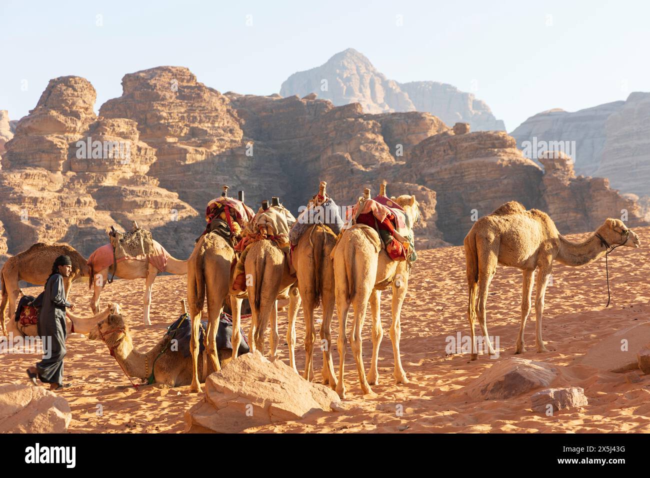 Jordan, Wadi Rum. Valley of the Moon. camel transportation in the ...