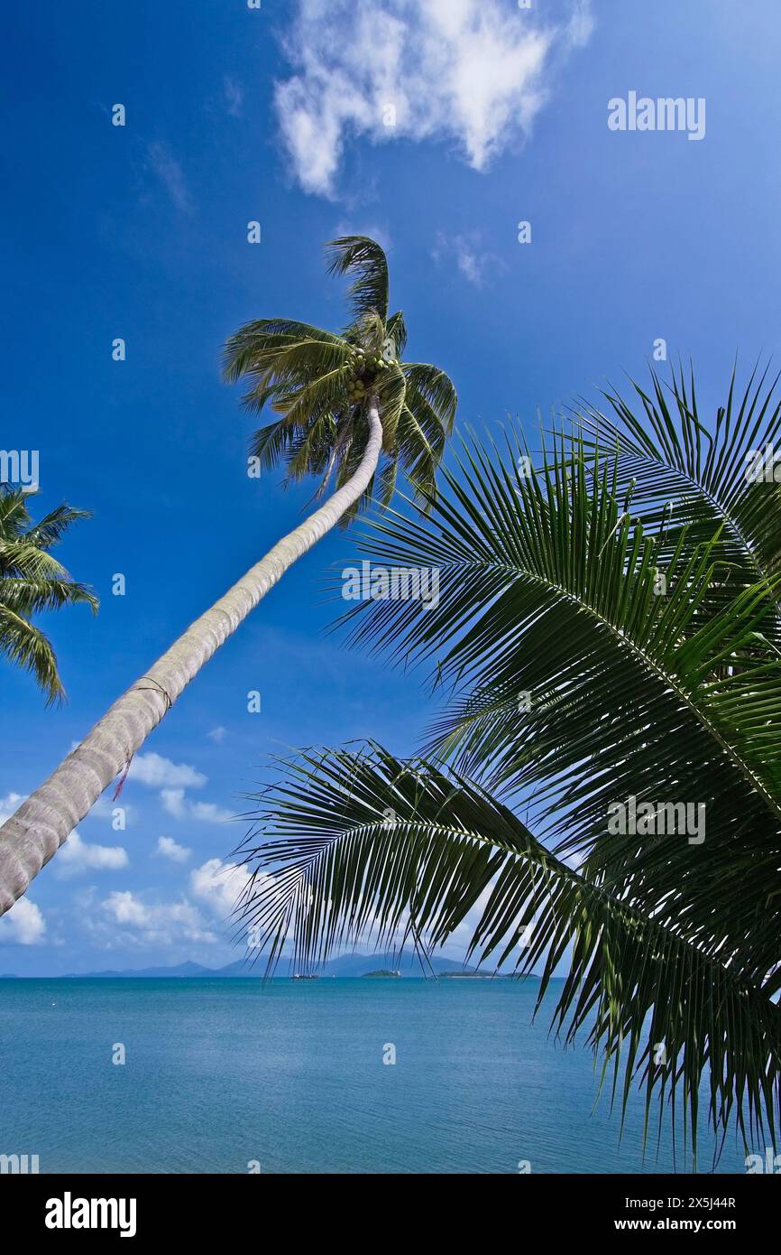 Thailand, Koh Samui (Samui Island), coconut palm trees on the beach ...