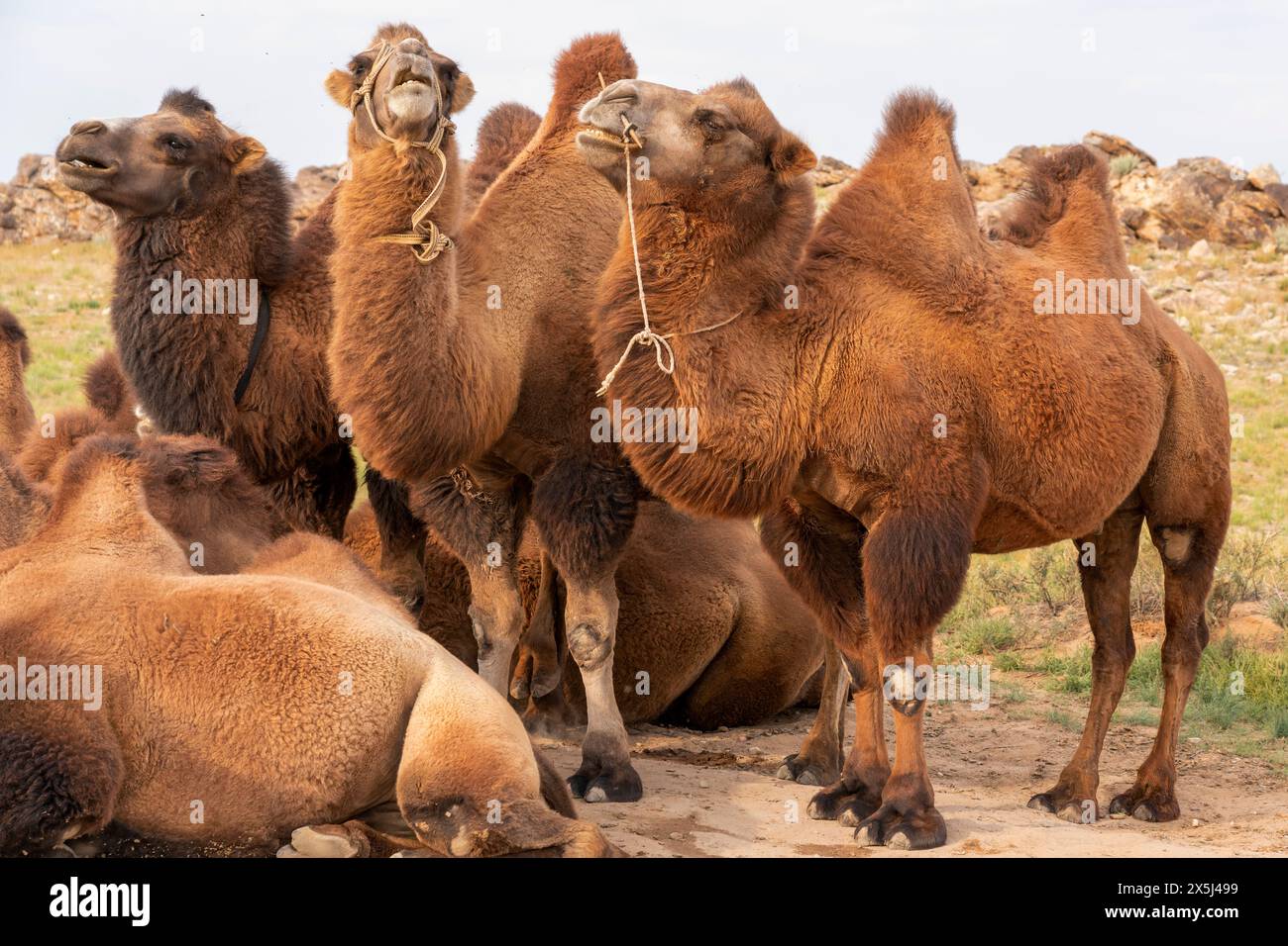 Asia, Mongolia, Eastern Gobi Desert. A group of camels stand together ...