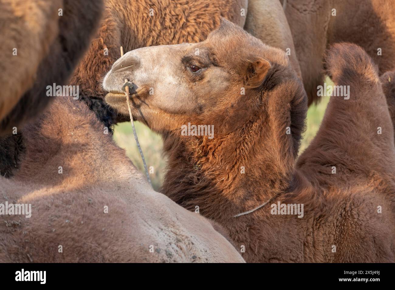 Asia, Mongolia, Eastern Gobi Desert. Headshot of a Bactrian camel Stock ...