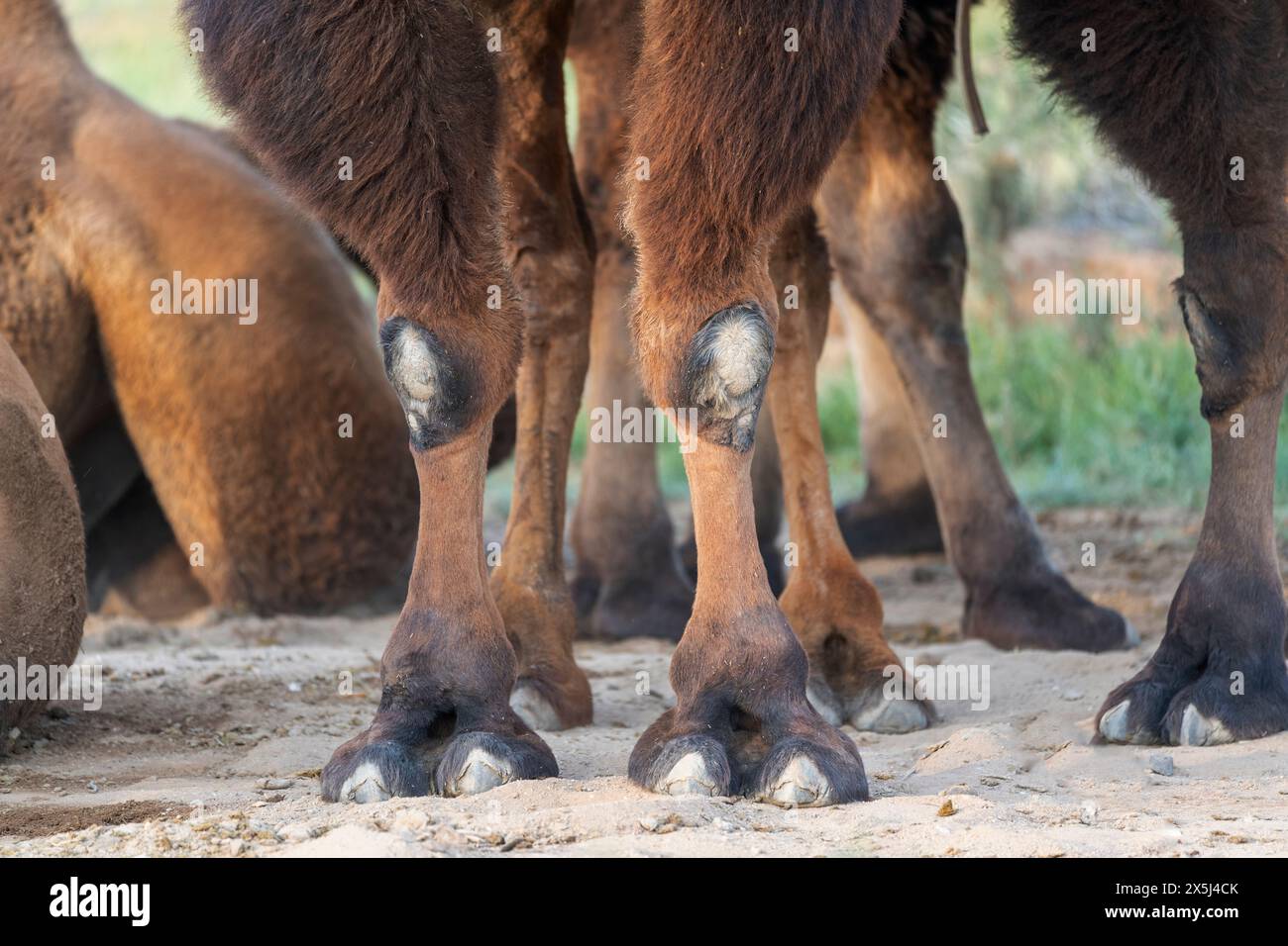 Asia, Mongolia, Eastern Gobi Desert. Detail of the feet and legs of a ...