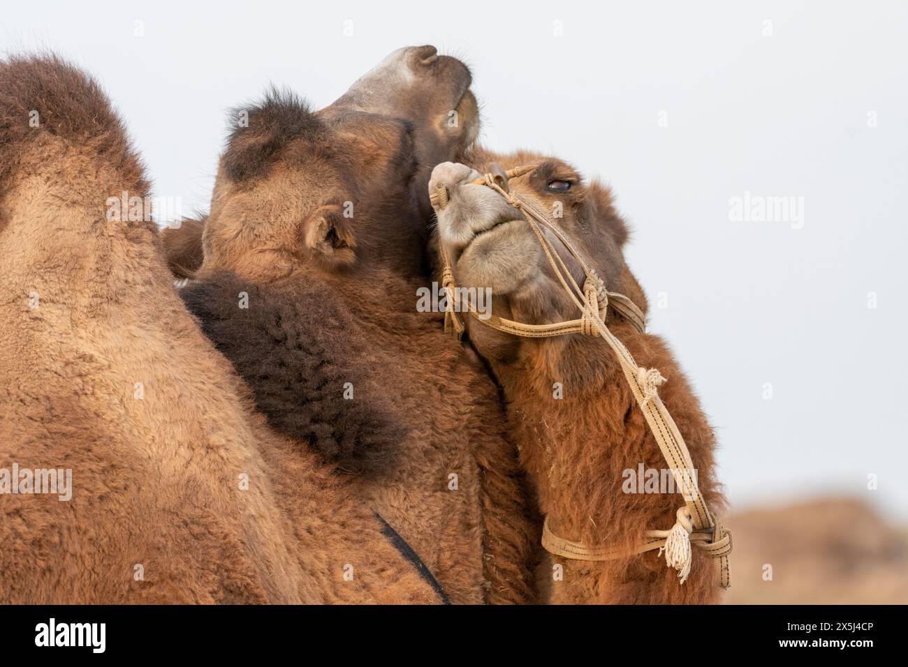 Asia, Mongolia, Eastern Gobi Desert. Two Bactrian camels interact ...