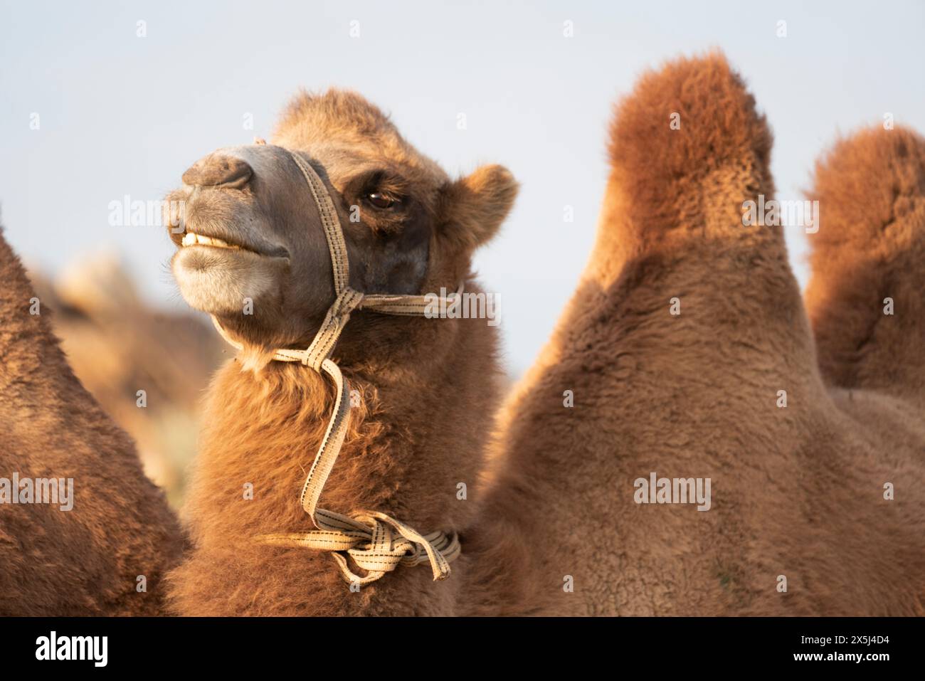 Asia, Mongolia, Eastern Gobi Desert. Headshot of a Bactrian camel Stock ...
