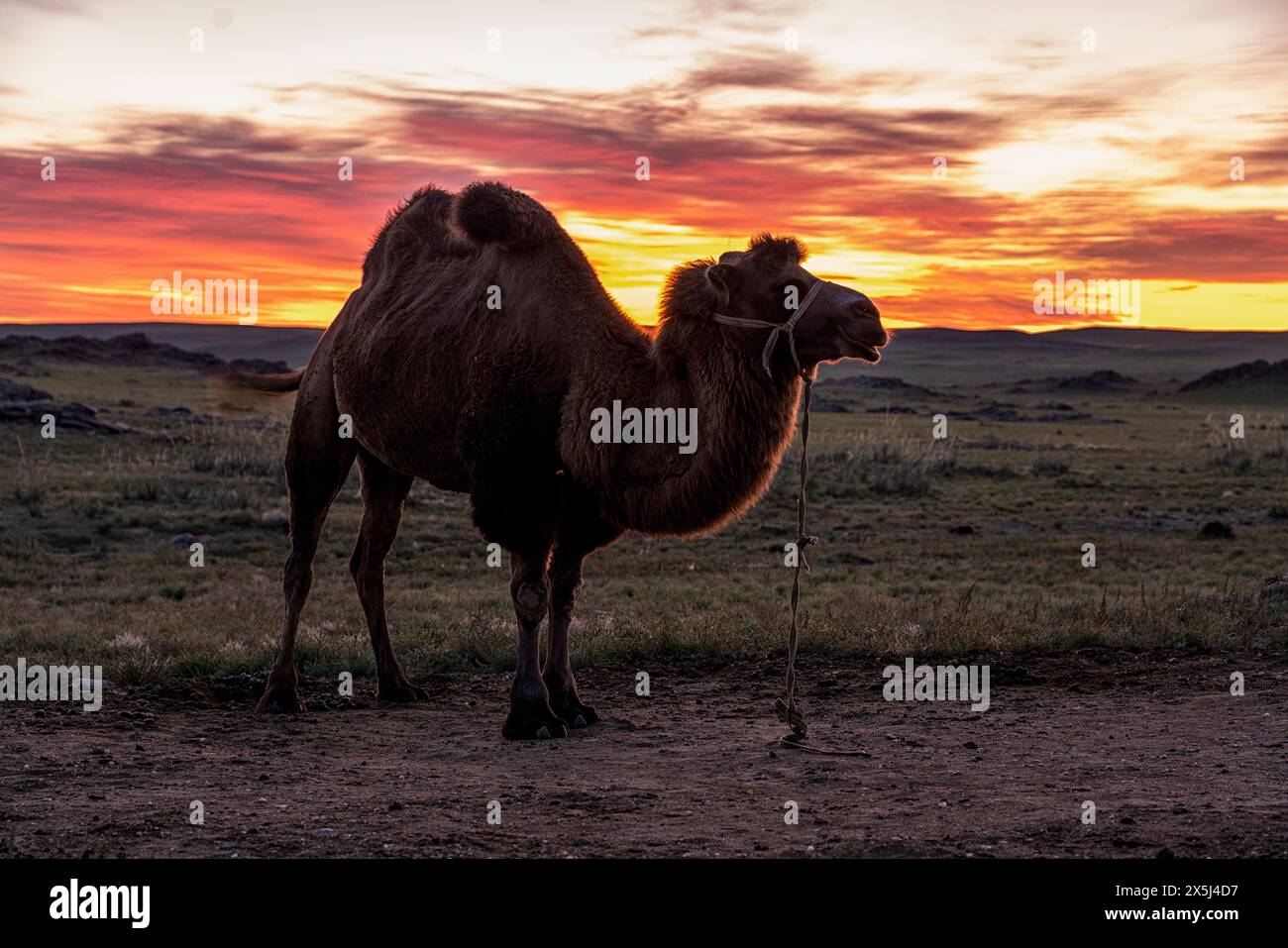 Asia, Mongolia, Eastern Gobi Desert. A domesticated camel stands in the ...