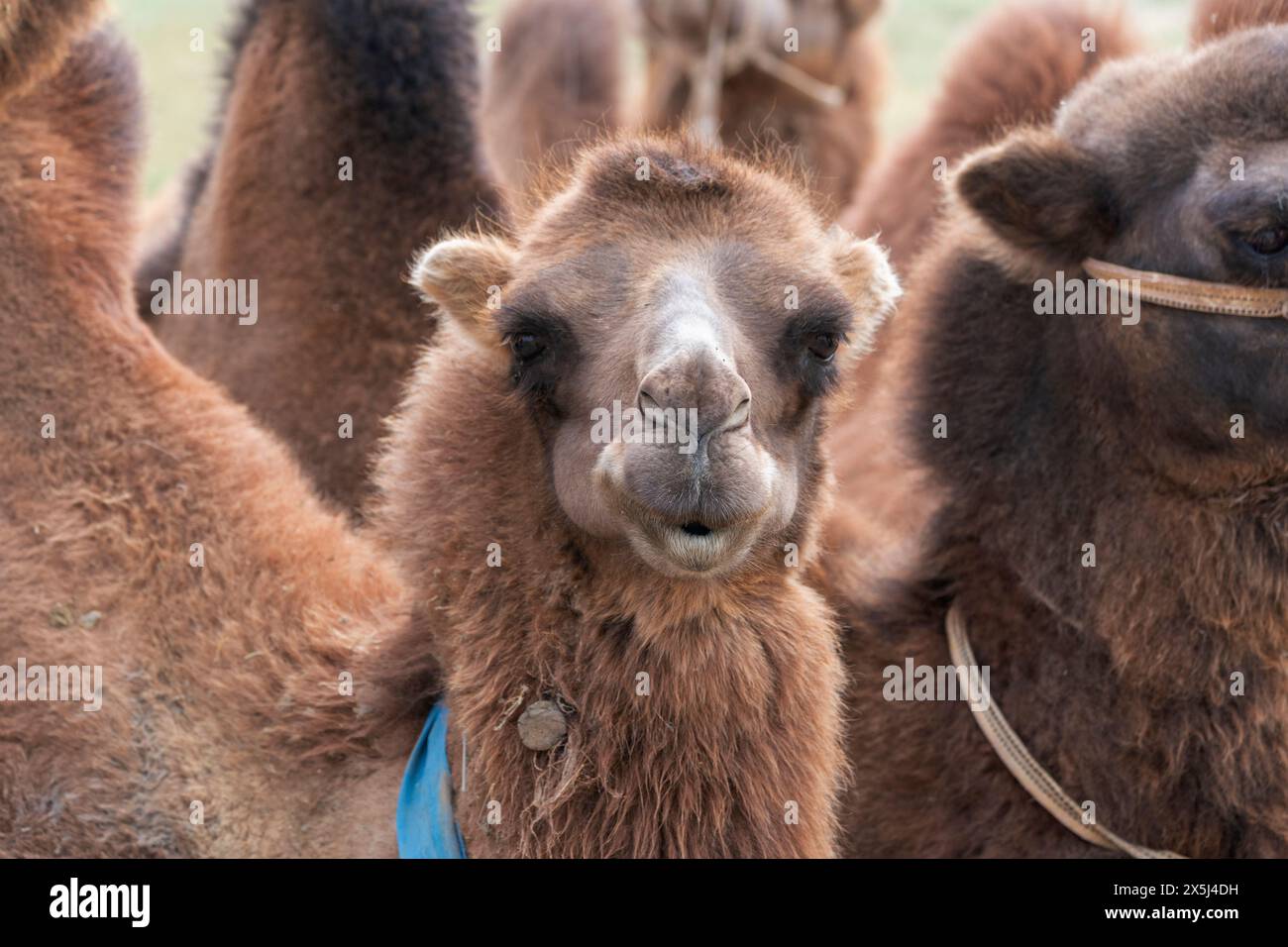 Asia, Mongolia, Eastern Gobi Desert. Headshot of a young Bactrian camel ...