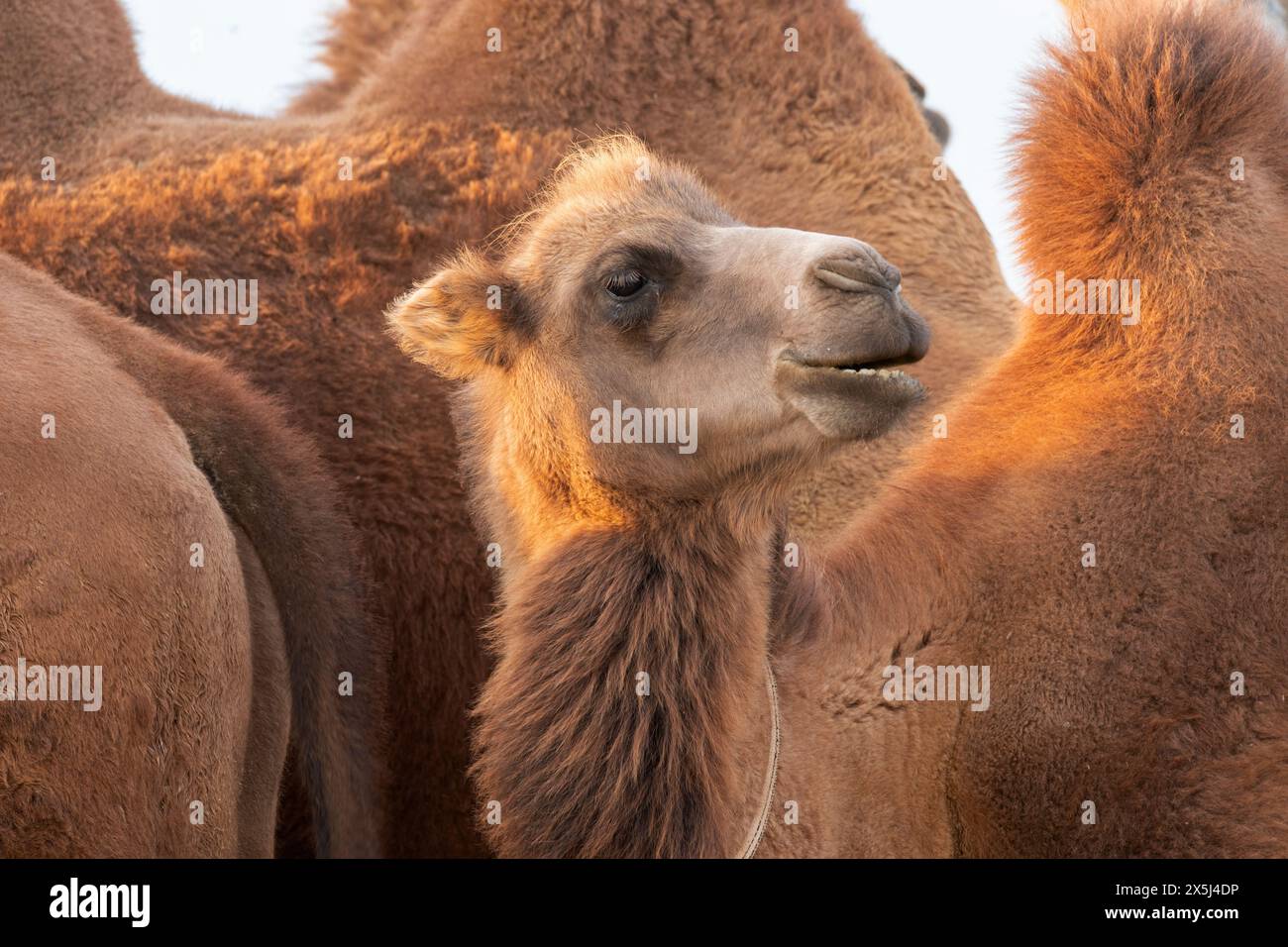 Asia, Mongolia, Eastern Gobi Desert. A young domesticated Bactrian ...