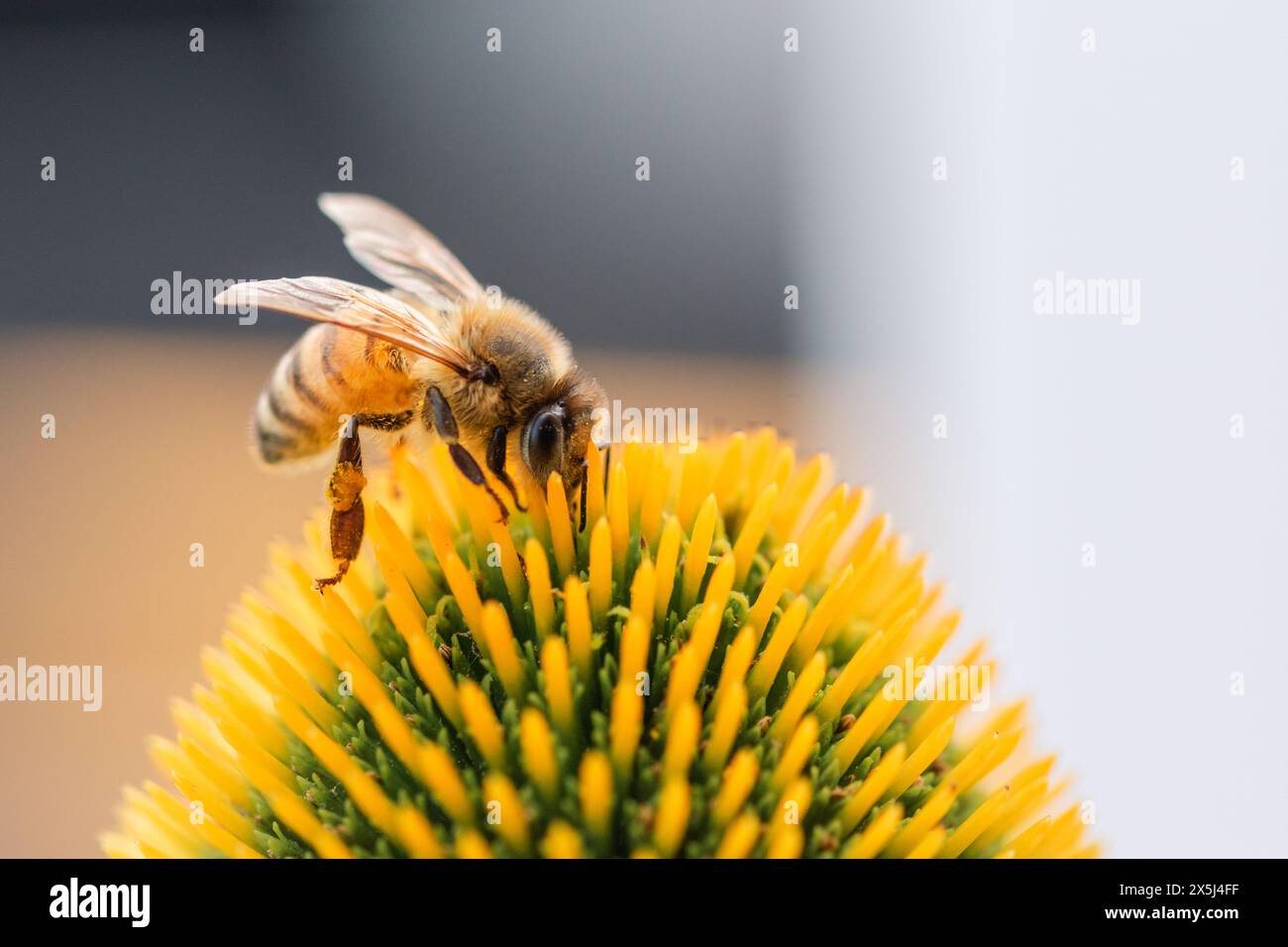 Bee gathering nectar on vibrant yellow echinacea, sharp focus Stock ...