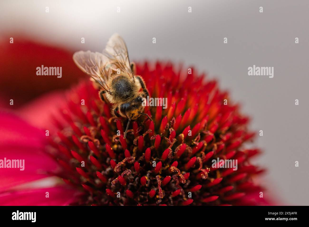 Bee collecting pollen on vibrant red coneflower Stock Photo - Alamy