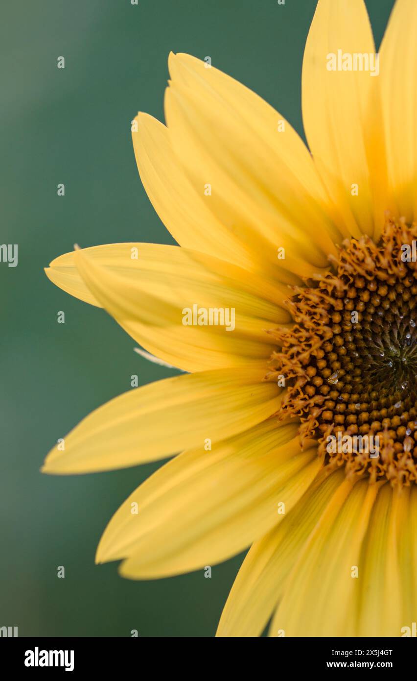 Radiant sunflower hi-res stock photography and images - Alamy