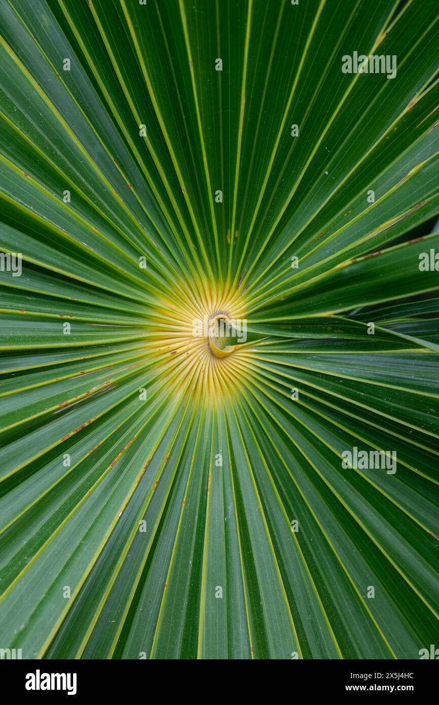 A large radiating palm frond expands out in an abstract pattern Stock Photo - Alamy