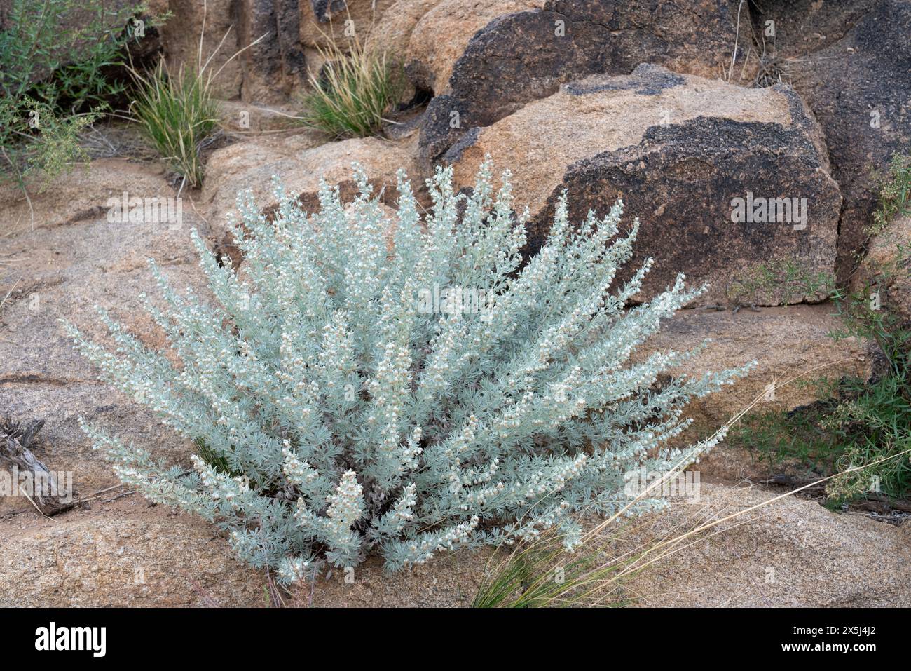 Asia, Mongolia, Eastern Gobi Desert. Typical small plants growing on ...