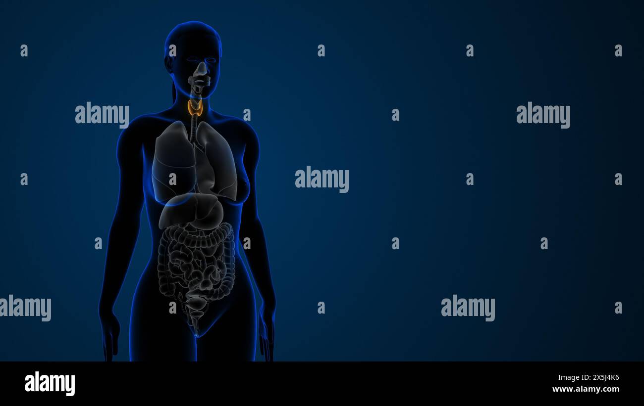 Female highlighted thyroid gland anatomy Stock Photo - Alamy