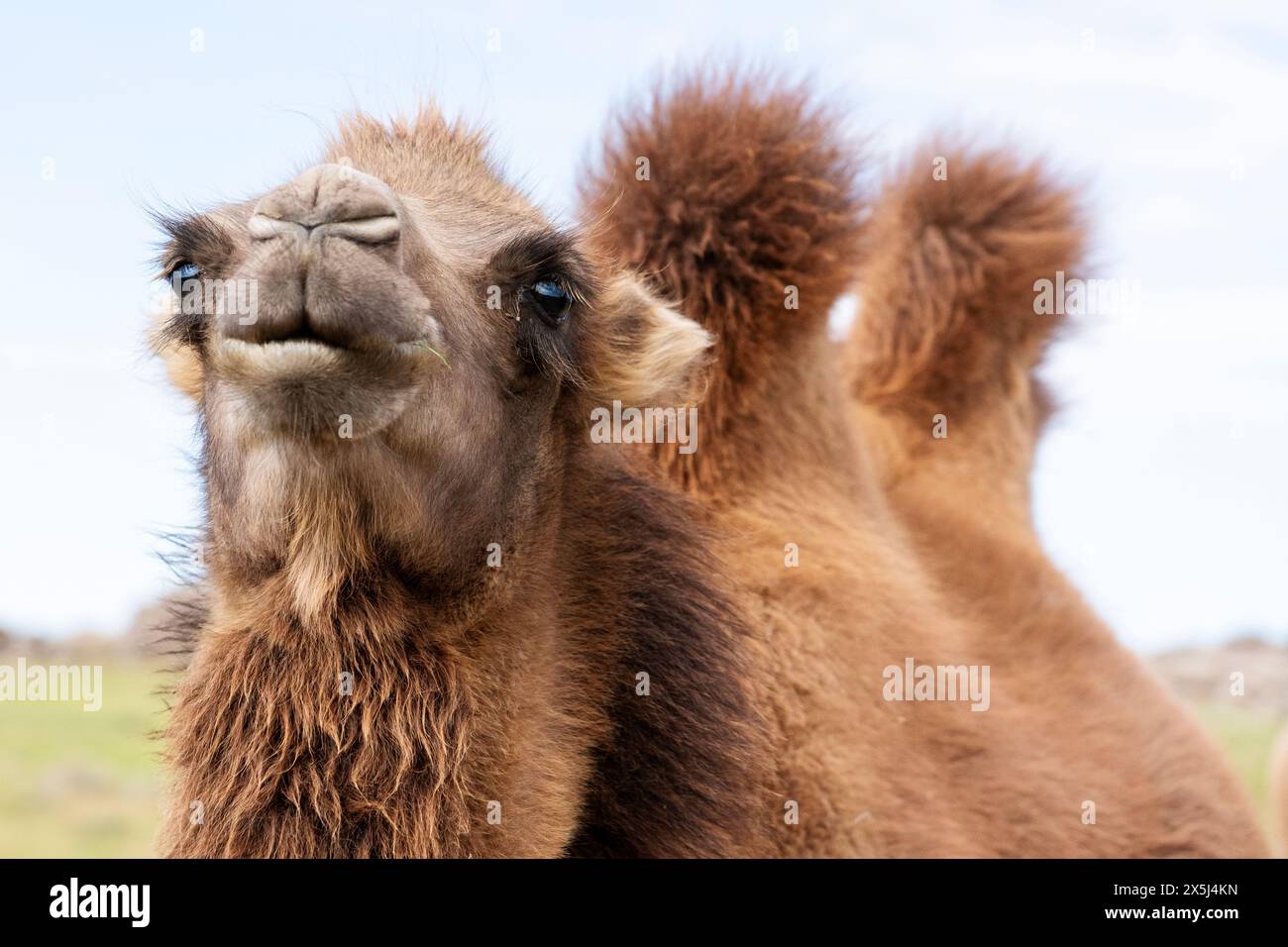 Asia, Mongolia, Eastern Gobi Desert. Headshot of a Bactrian camel Stock ...