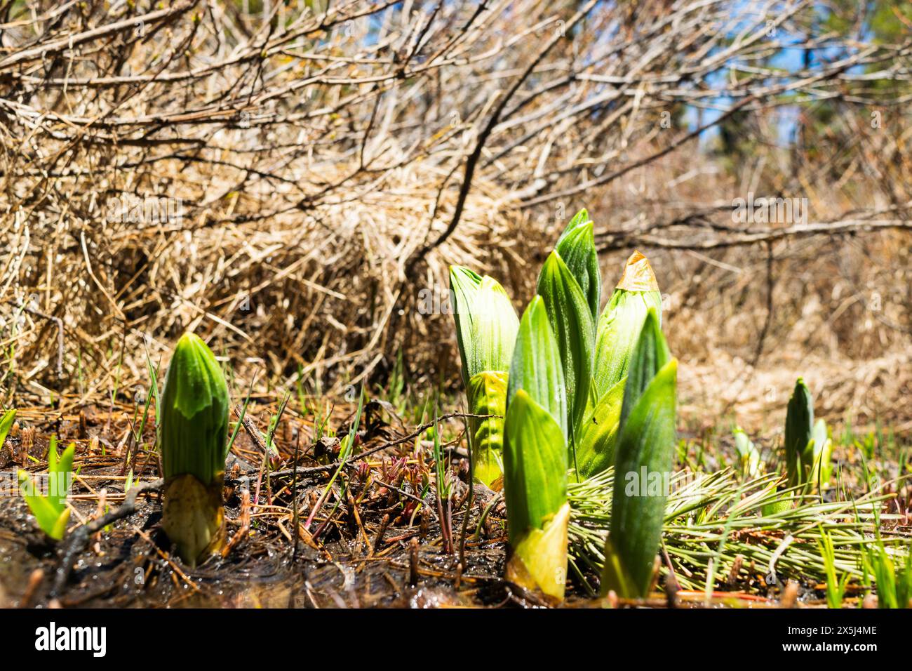 Young green shoots emerging from wet ground in spring Stock Photo - Alamy