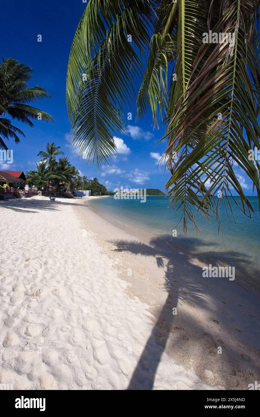 Thailand, Koh Samui (Samui Island), coconut palm trees on the beach ...